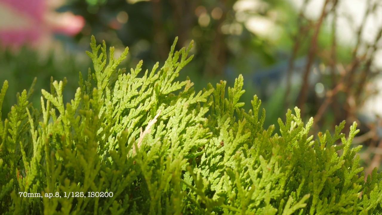 [4K] Carl Zeiss Jena 70-210mm f2.8-4.0 Video Contest Review