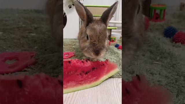 Ирискин лакомится свежим арбузом
