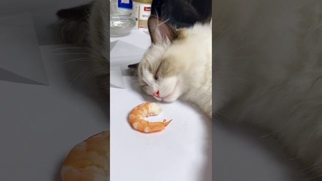 Спать или есть, нет всё же - есть.