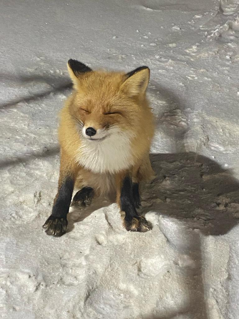Шапка и Варежки сами в гости пришли.