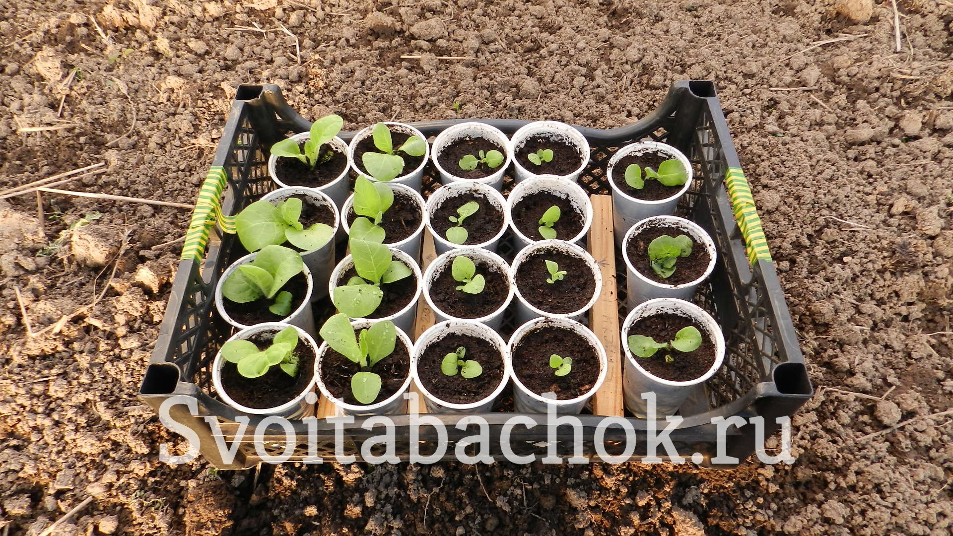 Пикировка табака сезон 2021 часть 4