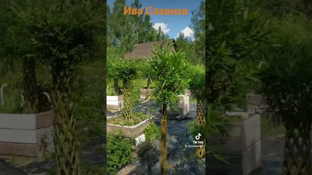 Рабочие будни Ивы Славной (12.07.2024)