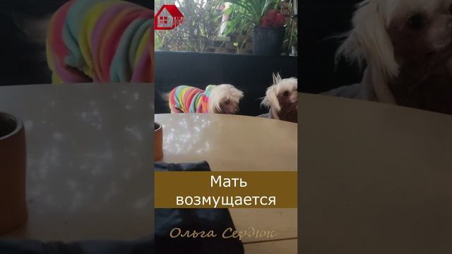 Мамка истерит - сыновья жалеют))