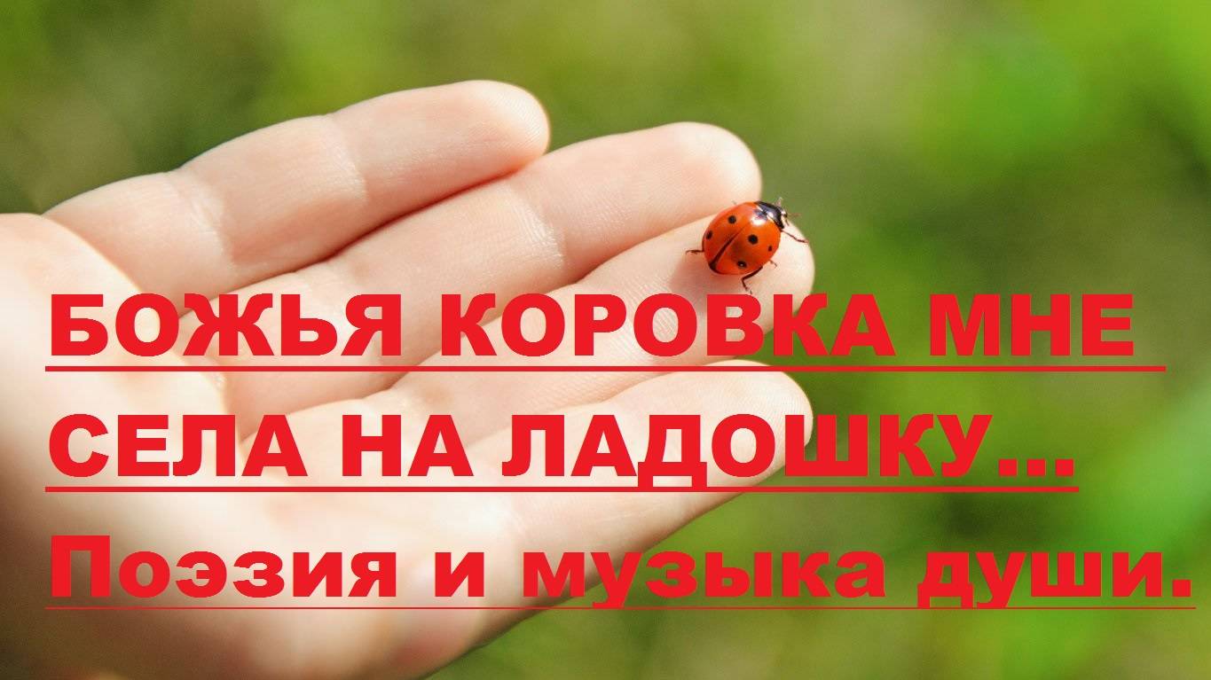 КОРОВКА БОЖЬЯ МНЕ СЕЛА НА ЛАДОШКУ. Автор стиха и видео А. Соколов. Музыка АДАЖИО  Альбинони.