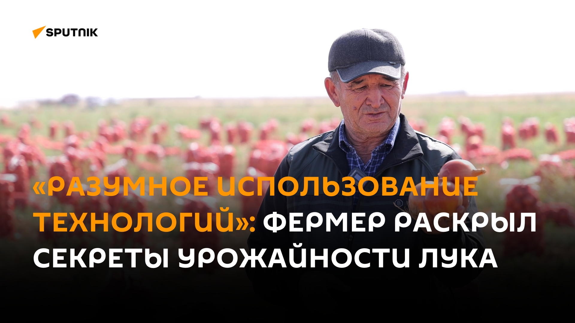 «Разумное использование технологий»: фермер раскрыл секреты урожайности лука
