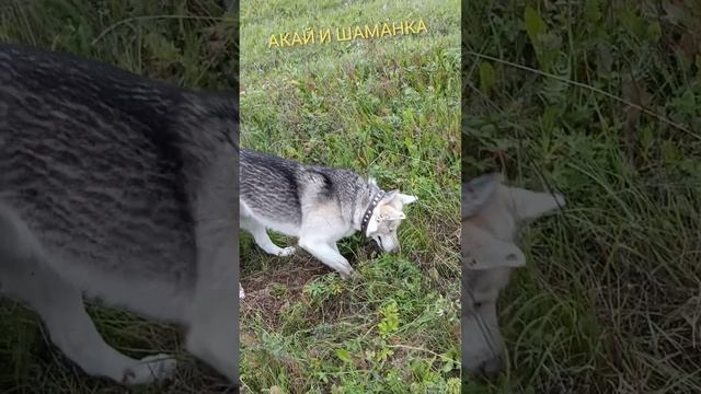 шаманка и белый волк(белая стена)