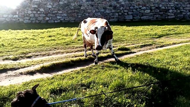 Соловки - 2022 корова 1