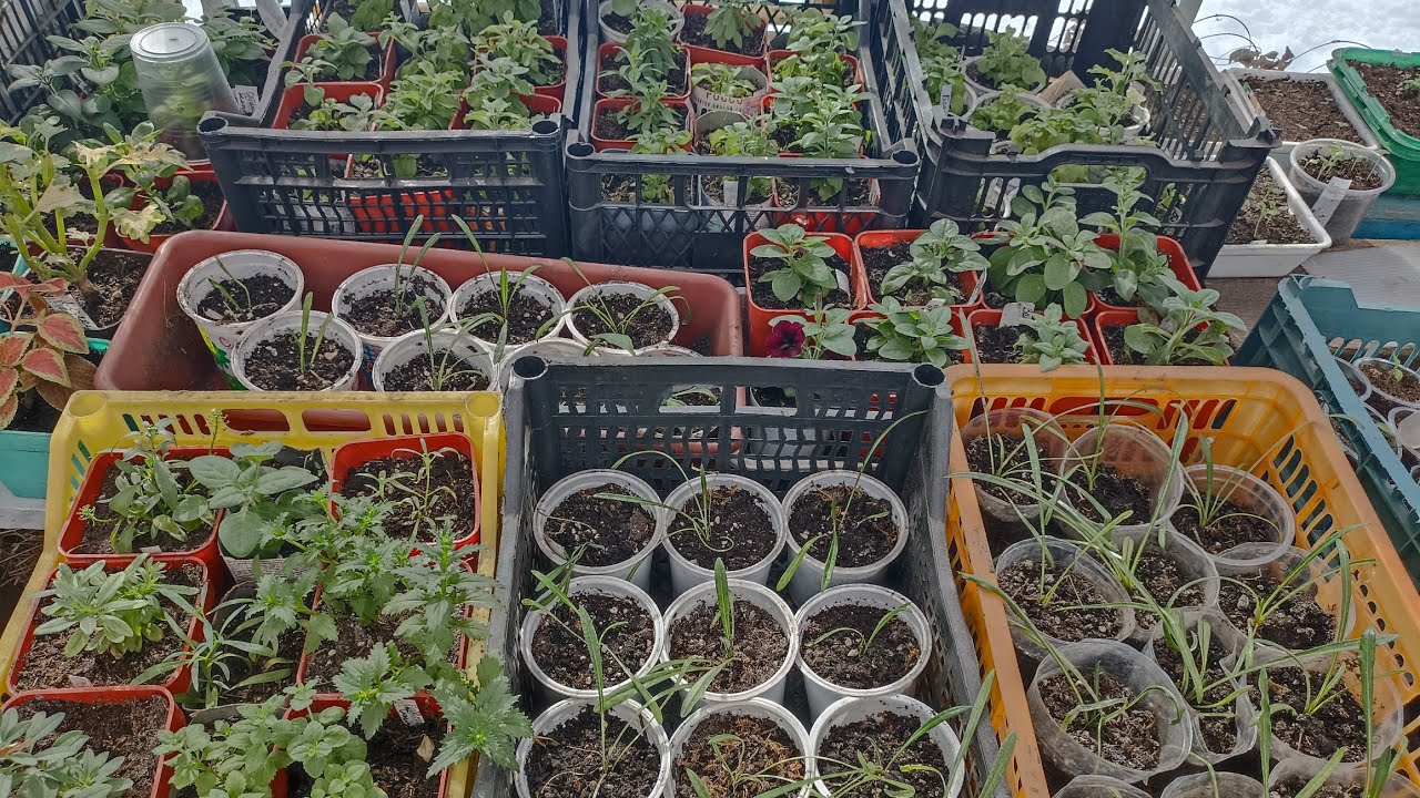 Сибирь. Тепличный Vlog ?. Обзор рассады в теплице на 31 марта.