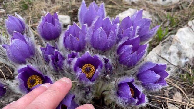 В Крыму на Ай-Петри расцвела Сон-Трава.