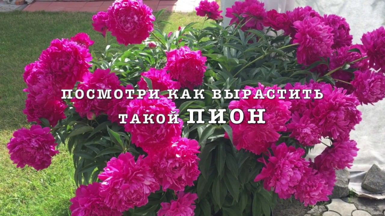 КАК ВЫРАСТИТЬ ОГРОМНЫЙ ПИОН