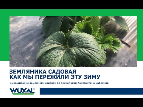 Земляника садовая/Земляника в закрытом грунте/Сорта земляники садовой