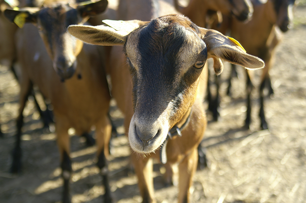 Экскурсия на ферму «Альпийские козы»