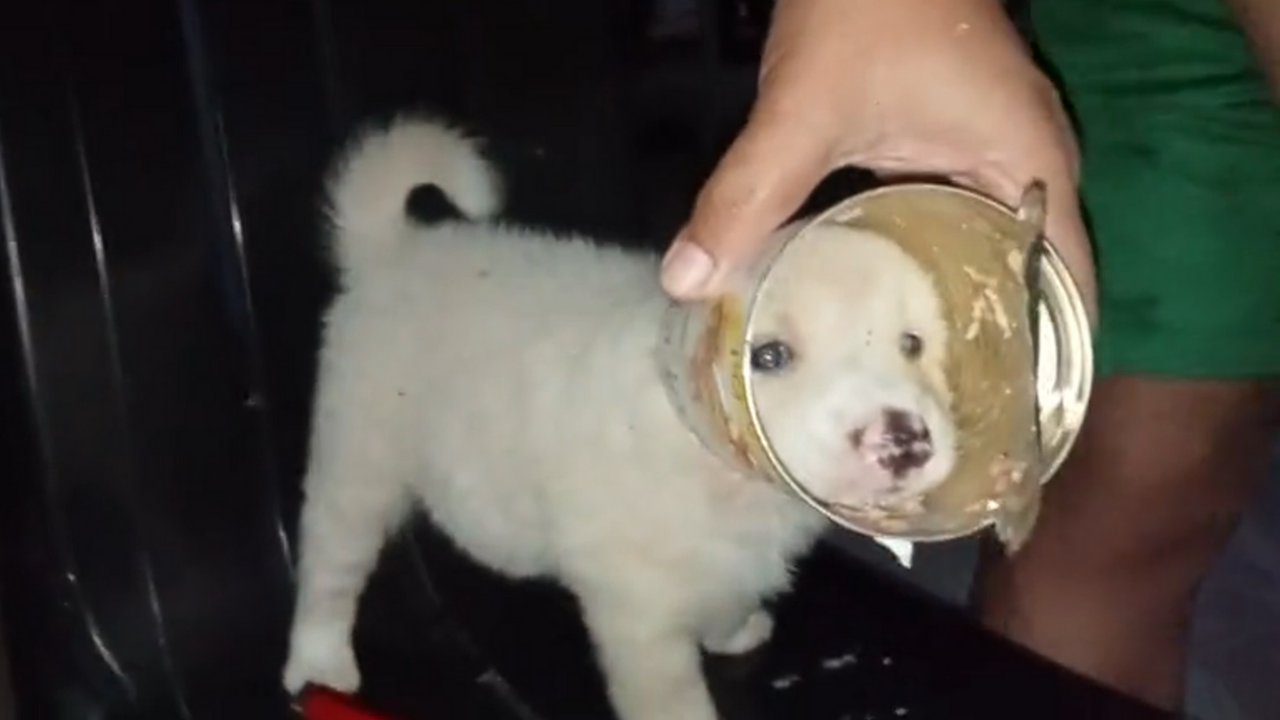 СМЕШНЫЕ Кошки и Собаки / Приколы с животными / Часть 2