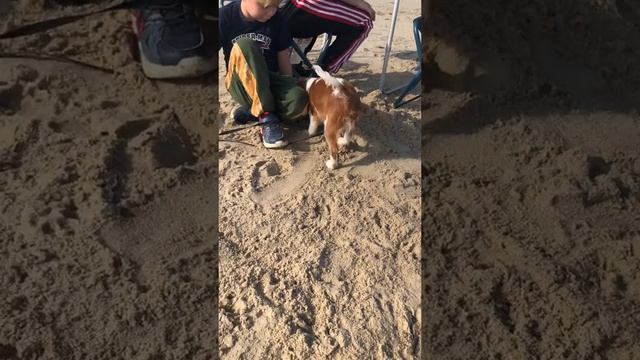 На море / Американский булли играет с Кавалер Кинг Чарльз Спаниель