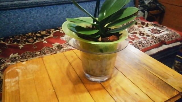 обзор новинки моей коллекции орхидей 23.11.2021.