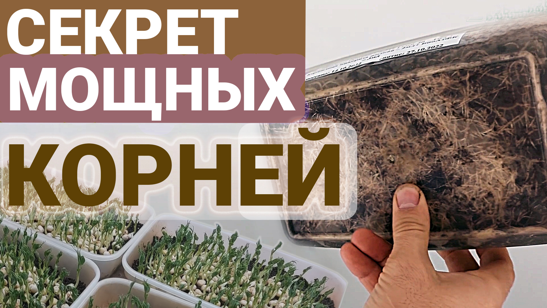 У микрозелени мощные корни.mp4