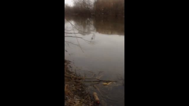 Мусор #144 Орехово-Зуево.mp4