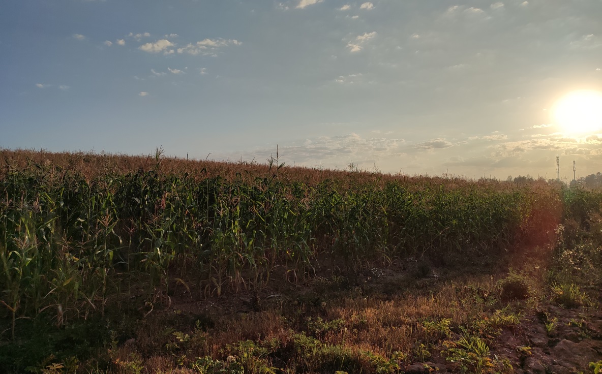 За грибами в лес с корзиной наперевес. #грибы2022