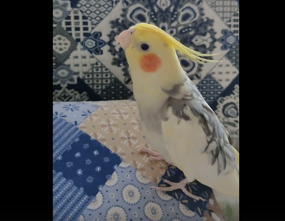 Тоша - певец. Доброе утро, страна!