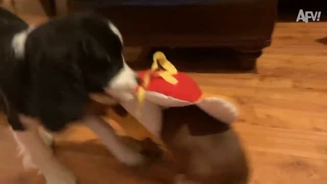 Видео приколы с неожиданными моментами с животными