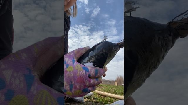 Посадка жимолости