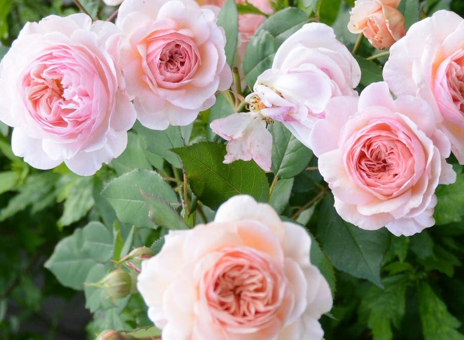 Формирующая обрезка молодых роз