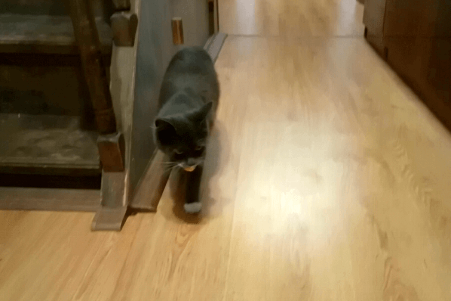 Кошка Муся выполняет команду "Аппорт!" и приносит мячик