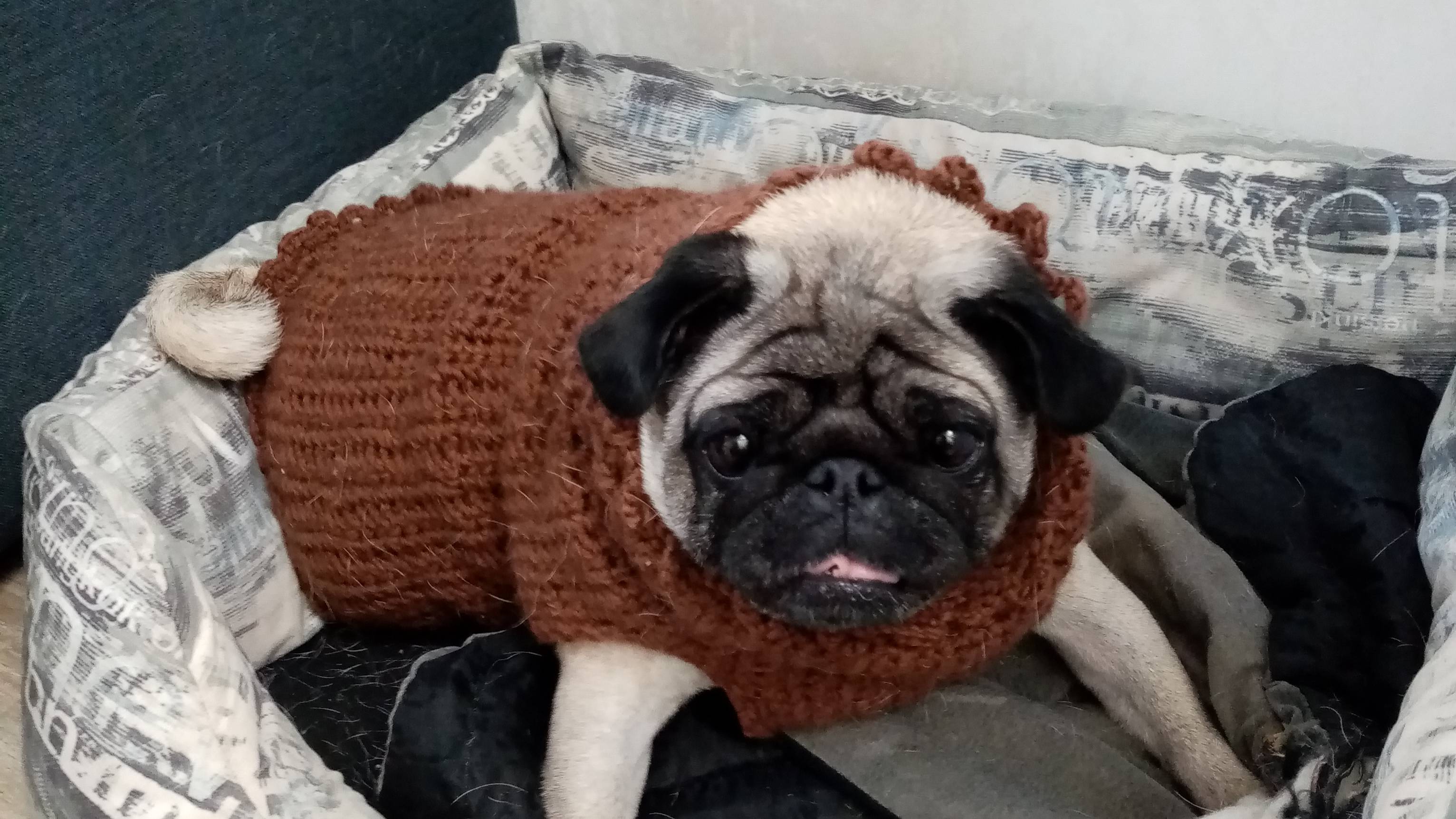 Тихий час#Мопсы