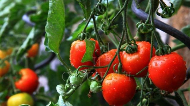 Рассказываю, как спас свои помидоры этим волшебным средством!