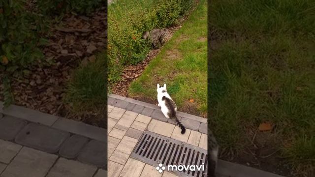 #Shorts Виртуозный прыжок от надоевшей жены ...к любовнице.mp4