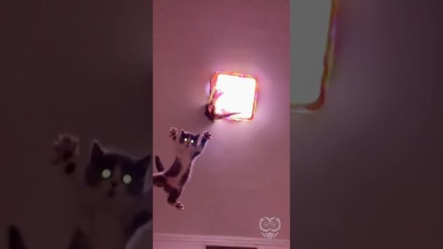 Берегитесь! На вас летит опасный зверь