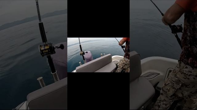 Ловля минтая на троллинговую блесну от Mr. Musurok