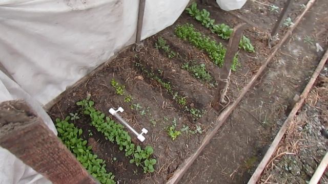 КАК Я УКРЫВАЮ ОГУРЦЫ В МЕШКАХ ОТ МОРОЗОВ В ТЕПЛИЦЕ!