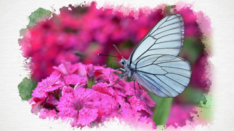 Музыка для души. Невероятно красивая музыка Сергея Чекалина. Покой