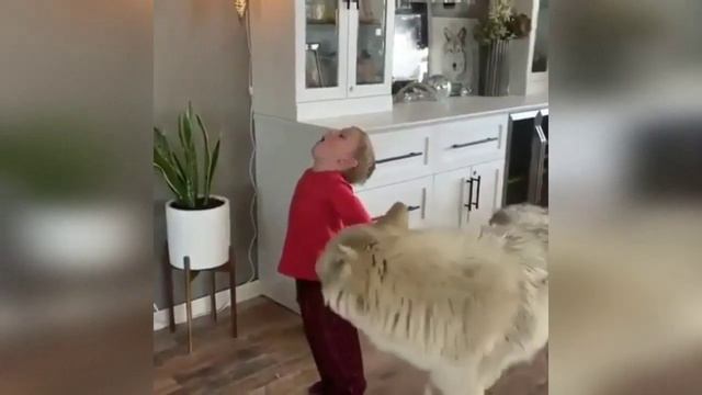 Смешные собаки Приколы с Собаками