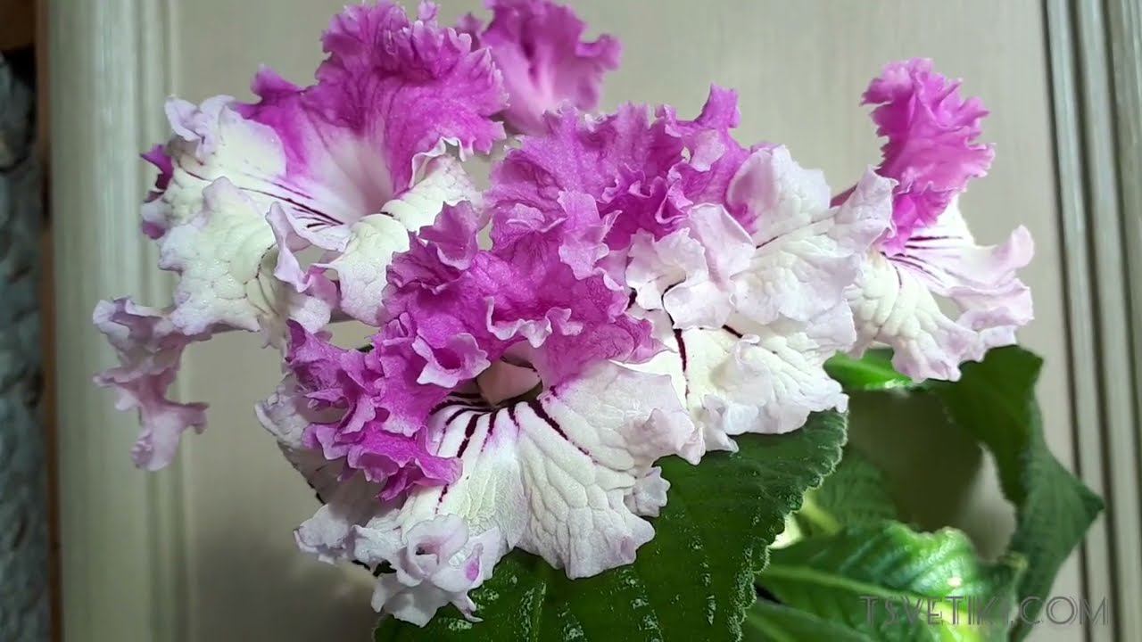 Стрептокарпус ZM-Модная Штучка