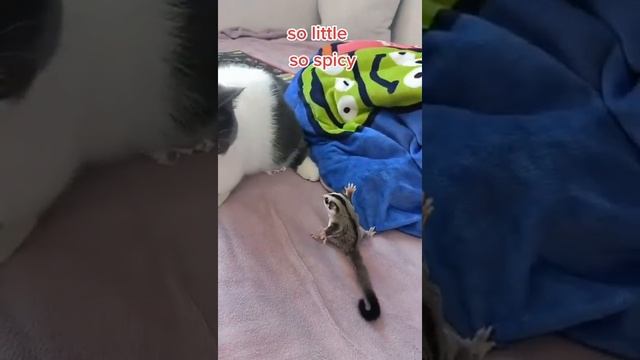 как называется животное