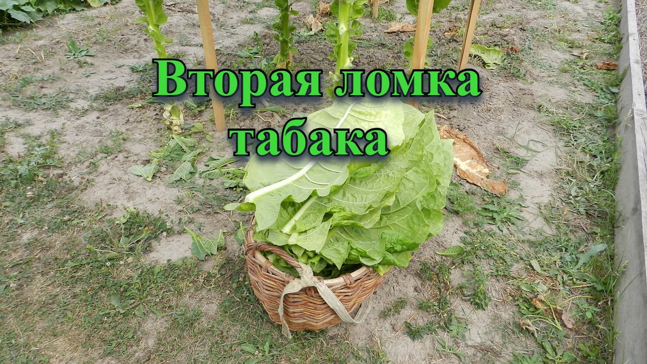 Вторая ломка табака