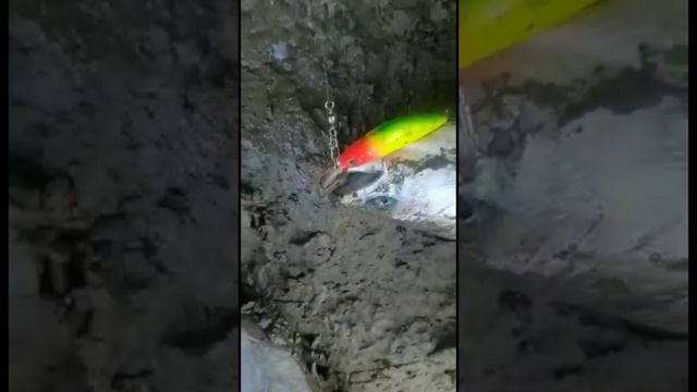 Ловля симы на воблер 80 мм (13 гр) от Mr. Musurok