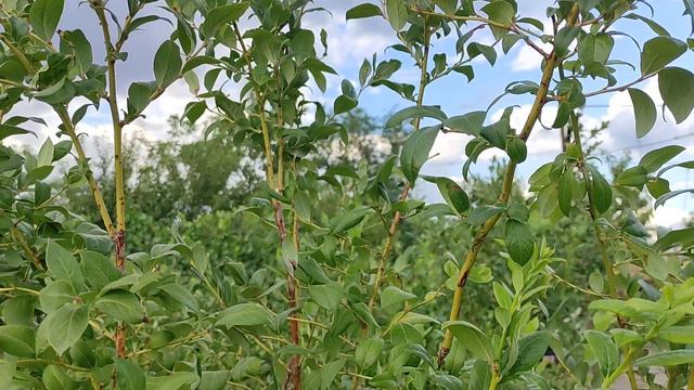 Очередной любитель/вредитель голубики.