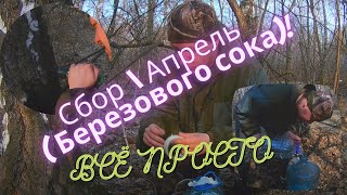 Сбор березового сока. Апрель
