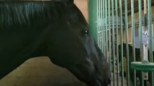 Норд ест арбуз