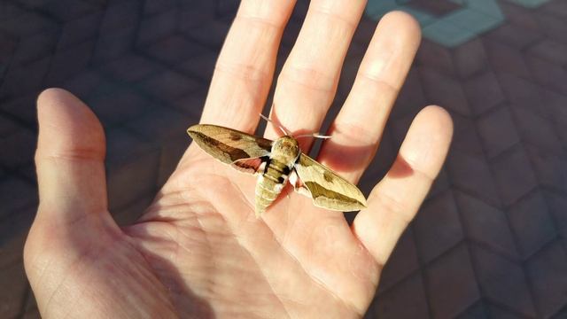 Бражник южный молочайный | ночная бабочка | Hyles nicaea (De Prunner, 1798)