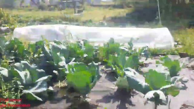 Обзор огорода август 2021г.Усадьба Романовых.