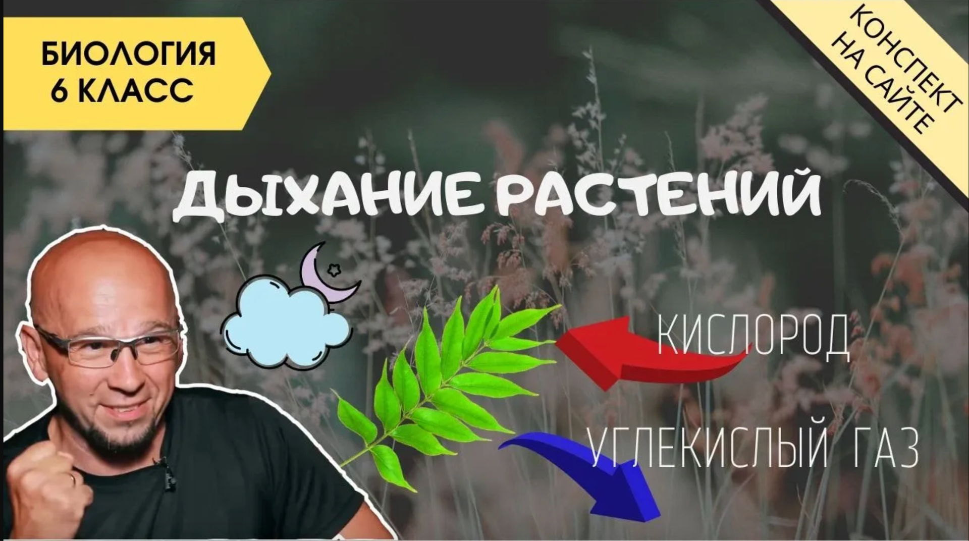 Дыхание растений. Опыты с растениями. Биология 5-6 класс. Питание растений. Как дышат растения