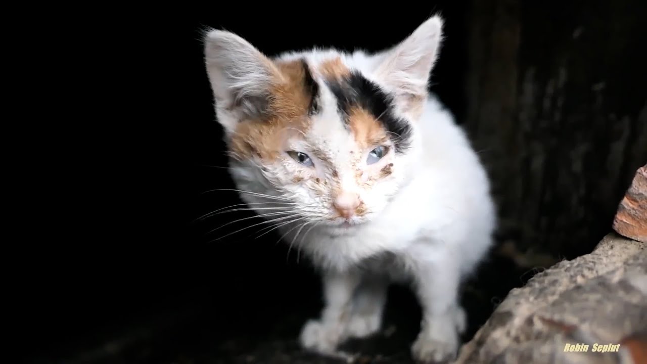 Спасен очень больной котенок. До и После