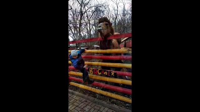 Зоопарк Берендеев Пятигорск 2022г.mp4