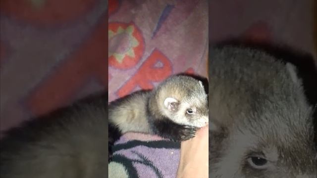 Смотрите! Ко мне в гости зашел)