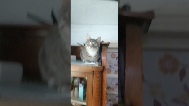 Ну вот, и тут достали. Залипательные ролики о котах и не только.