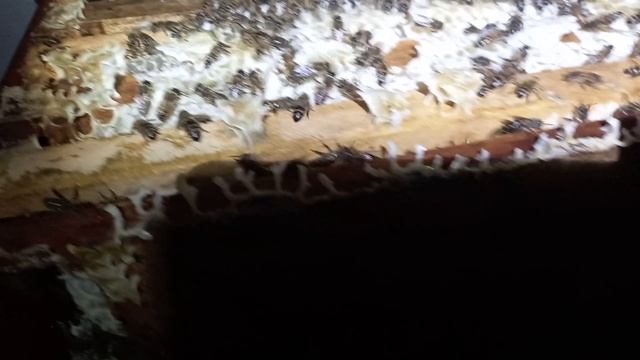 Работа маток в реализуемых пчелопакетах